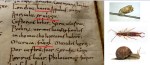 Creepy Crawlies in Early Medieval England: Anglo-Saxon Medicine and ...